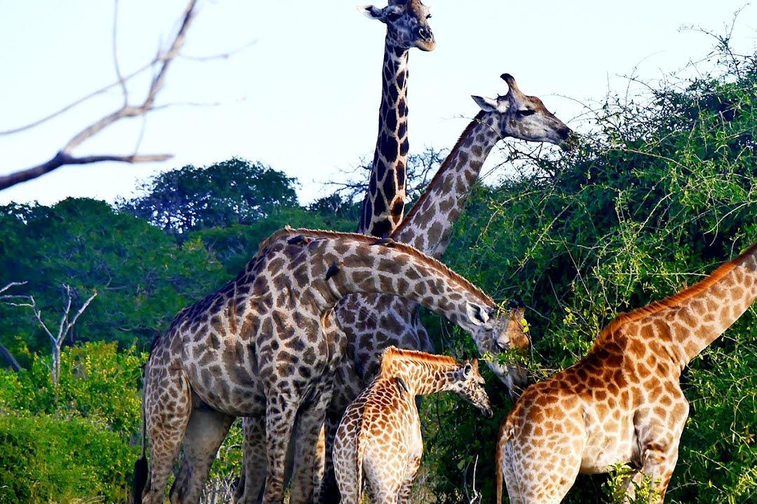 Half Day Chobe Game Drive From Vic Falls | Artu Expeditions