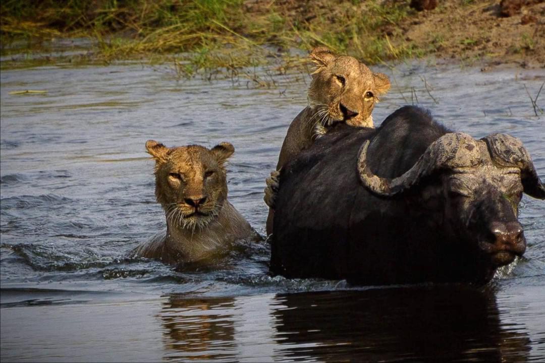 Half Day Chobe Game Drive From Vic Falls | Artu Expeditions