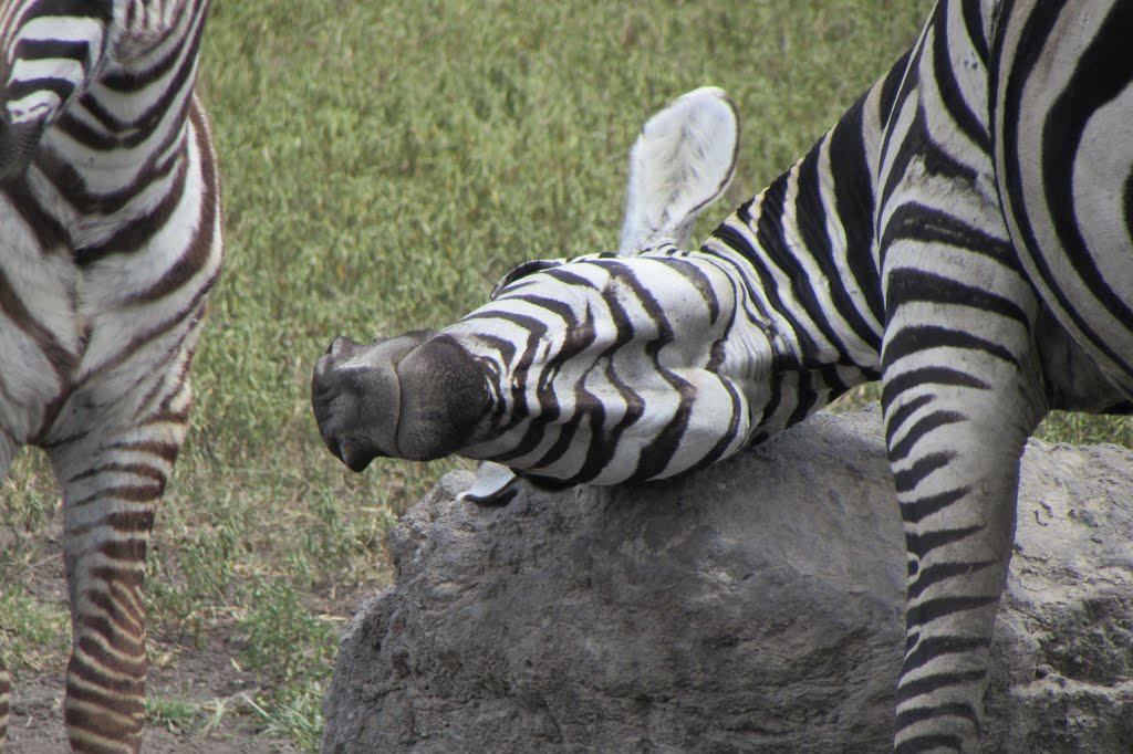 Lake Natron Tour | Artu Expeditions